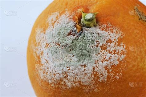 中性色背景上腐烂发霉的橘子素材 花瓣网 中性色背景上腐烂发霉的橘子素材 花瓣网
