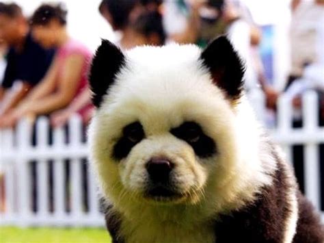 21 Best Puppies And Pandas Images On Pinterest Panda Panda Bears And