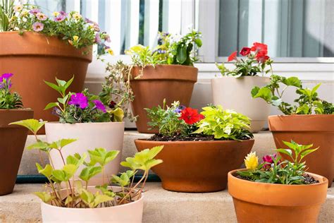 colorful combinations inspiring container gardening flower mixes by