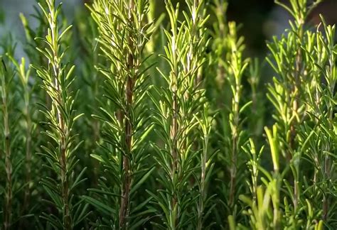 Garden Plants That Look Like Rosemary Gardenprofy