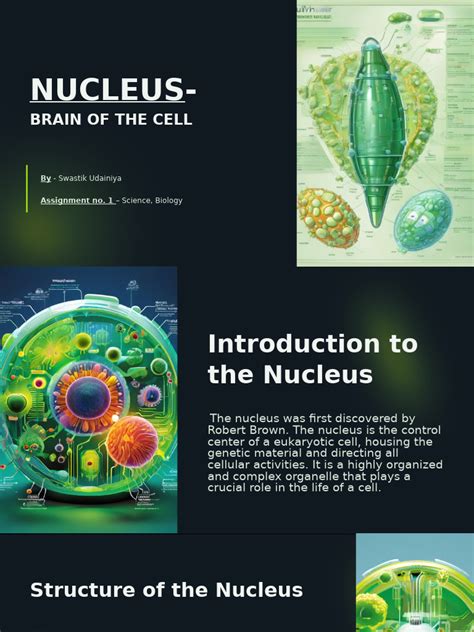 Nucleus Class 9 Pdf Cell Nucleus Cell Biology