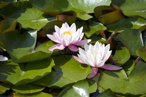 Types Of Hydrophytes Plants