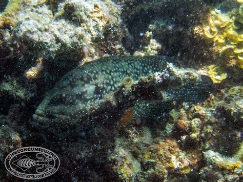 Blue Spotted Grouper Cephalopholis Cyanostigma Chaloklum Diving