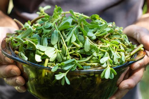 Todo Sobre Las Verdolagas Cultivo Propiedades Y Más Huerto En Casa