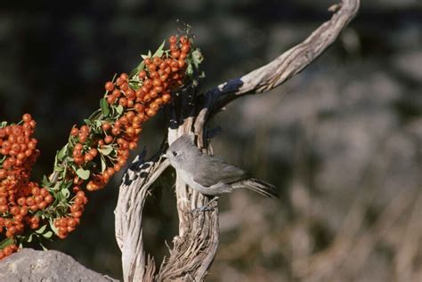 Free Picture Oak Titmouse Bird Sitting Tree Branch Baeolophus