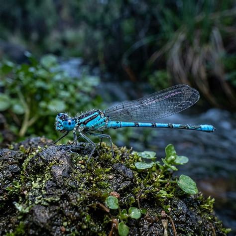 Vivid Dancer Argia Vivida Insect Identification Guide Habitat And Facts