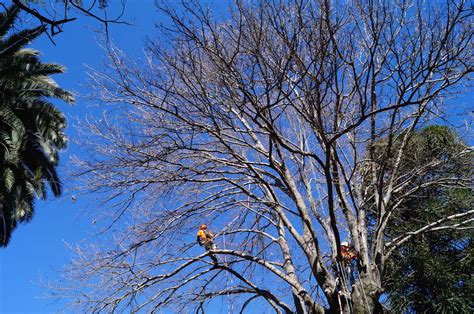 Tree Management Services J K Cooper Tree Services