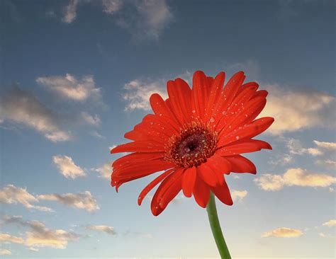 Ditzy Daisy Photograph By Belinda Krause Pixels