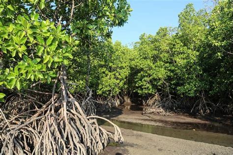 သဘာဝပတ်ဝန်းကျင်ကို ကောင်းကျိုးပြုသော ဒီရေတောပင်များ”” ပတ်ဝန်းကျင် ဆောင်းပါး မြန်မာနိုင်ငံသည