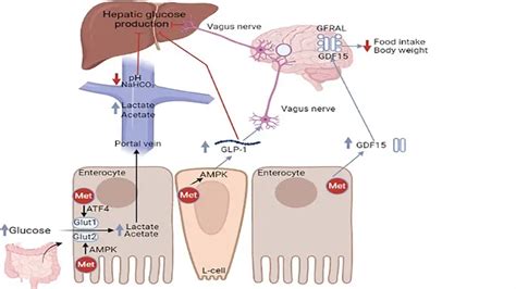 Metformina Mecanismo De Acción Efectos Y Precauciones Mecanicos
