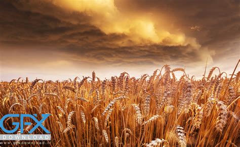 عکس گندم دانلود 17 عکس و تصاویر زیبای گندم زار