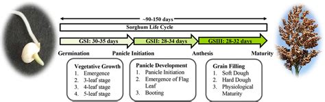 Growth Phases And Stages During Sorghum Life Cycle The Key Download Scientific Diagram