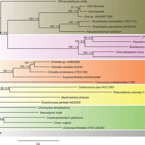 maximum likelihood tree inferred from 58 protein coding sequences 13