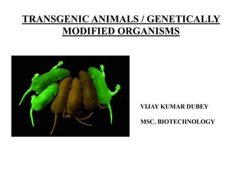 Transgenic Animalsgenetically Modified Organisms Ppt