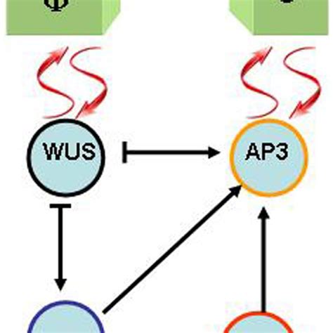 Simplified Gene Regulatory Network An Arrow Indicates An Activation A