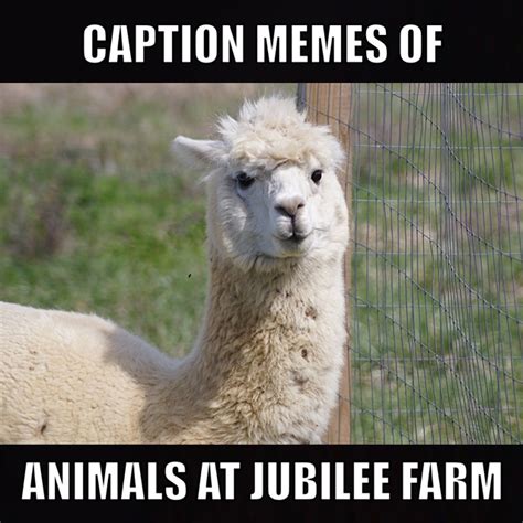 Llama Memes