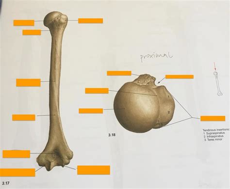 Humerus Bone Diagram Quizlet