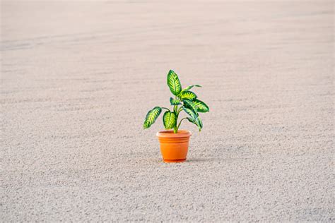 기후 변화와 세계 환경 개념 건조한 땅의 한가운데있는 녹색 식물은 기후 변화 가뭄 물 위기 자연 재해 개념입니다 가뭄에 대한 스톡 사진 및 기타 이미지 Istock
