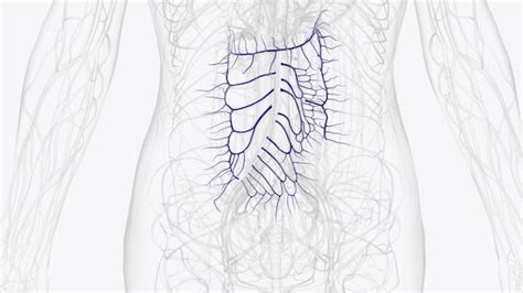 Premium Photo Branches Of Superior Mesenteric Vein