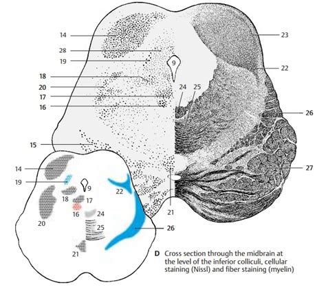 Cross Section Through The Inferior Colliculi Of The Midbrain