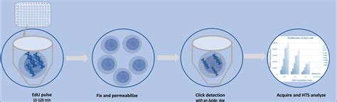 Sensitive Edu Cell Proliferation Assay For Hts