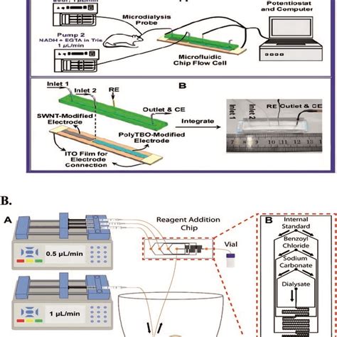 A Scheme A Schematic Illustration Of The Microfluidic Chip Based