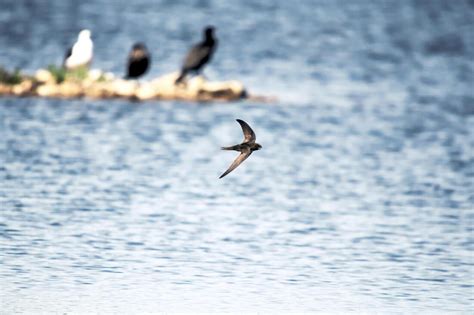 Wildlife A Moment Frozen