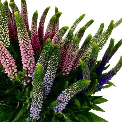 Veronica Flowers For Florist