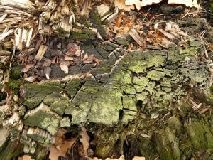Rotten Wood Textures Texturelib