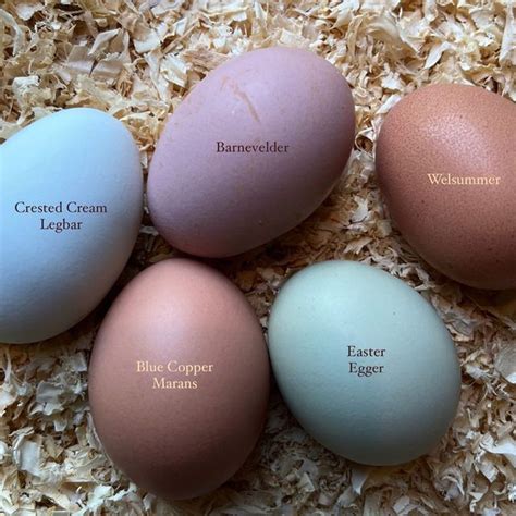 𝐆𝐢𝐧𝐚 𝐖𝐡𝐢𝐭𝐞𝐡𝐞𝐚𝐝 𝐂𝐡𝐢𝐜𝐤𝐞𝐧 𝐊𝐞𝐞𝐩𝐢𝐧𝐠 𝐓𝐢𝐩𝐬 On Instagram Spring Color