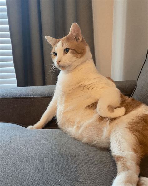 Pin On Cat Pictures