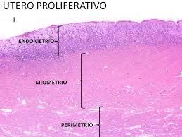 Tema 254 Histología De La Vulva Útero Quizlet