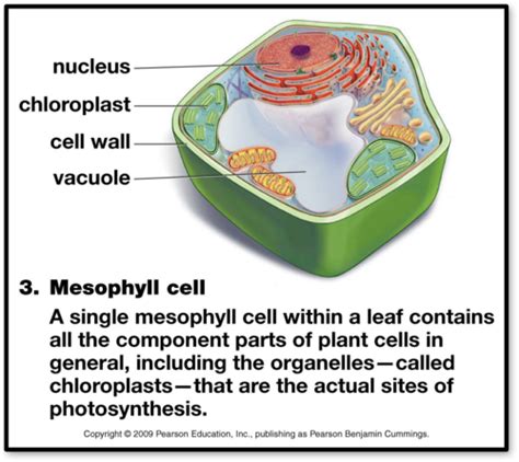 Bio Lecture 9 Photosynthesis Flashcards Quizlet