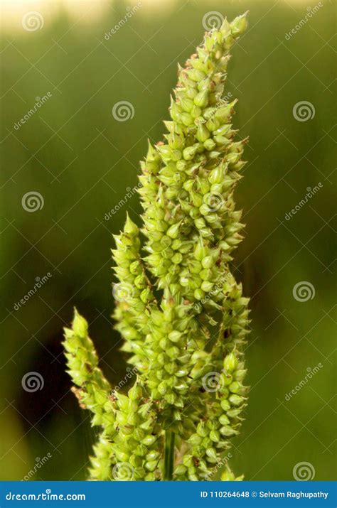Barnyard Millet Bunch With Green Background Royalty Free Stock Image