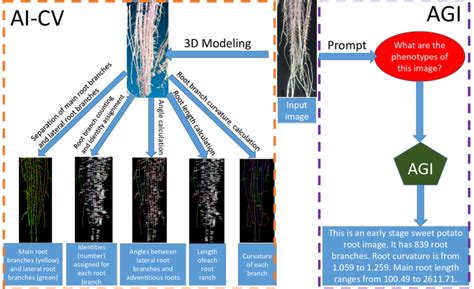 Plant Root Phenotyping Based On Ai Cv Computer Vision Methodologies