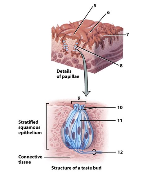 Filiform Papillae Diagram