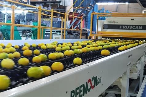 Visual Sorting System Fruscan S7 Pro Enhances Citrus Sorting In Turkey