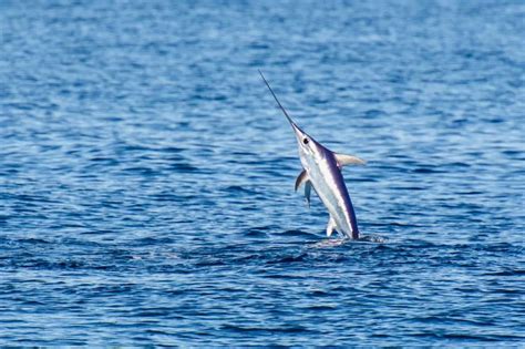 Espadon Guides De Pêche Slovénie