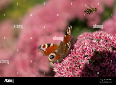 A Peacock Butterfly Is Eating On A Pink Sedum Flower Hare Cabbage A