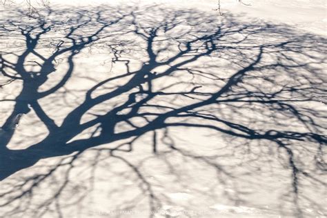 Maple Tree Shadow Shadows On The Snow Of A Deciduous Tree In Winter