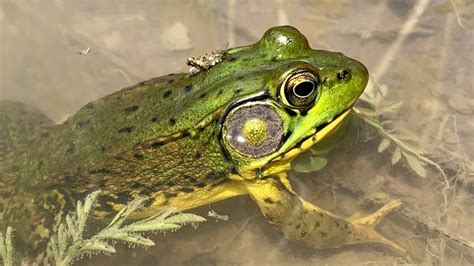 Tympanum Frog An Initial Molecular Resolution Of The Mantellid Frogs