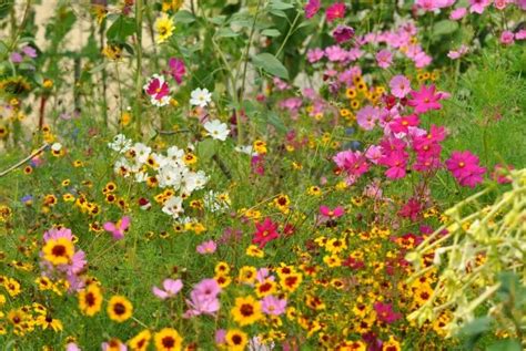 How To Identify Different Types Of Bees In Your Garden HGTV