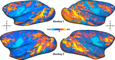 Fig S4 Unthresholded Z Statistic Map Of Activity Evoked By Two Stream