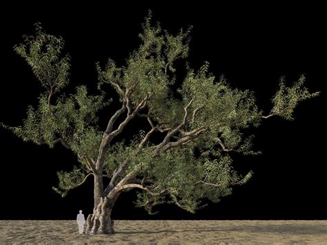 Australian Eucalyptus Tree Free 3d Model Cgtrader