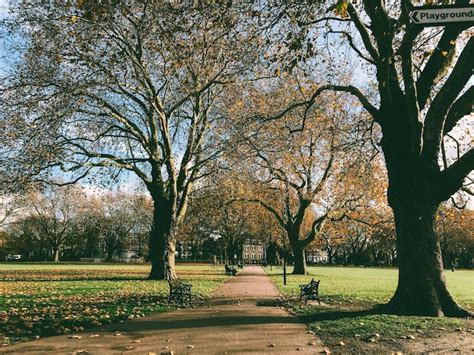 Premium Photo Trees In Park During Autumn