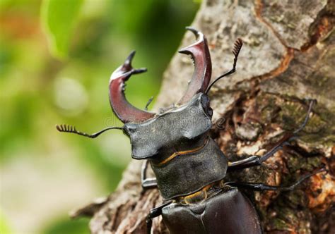 Horns Of A Stag Beetle Stock Image Image Of Wild Horned 10141255