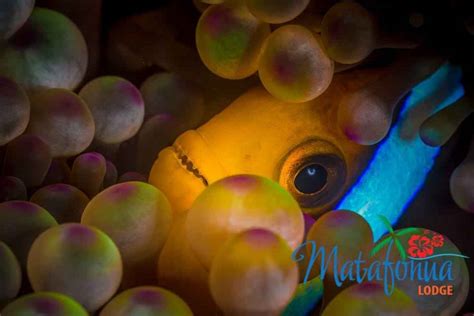 Matafonua Lodge Amazing Adventures Travel