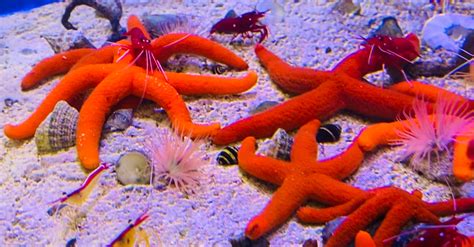 Red Orange Linckia Starfish A Grade Maldives Size Small 15 To 25