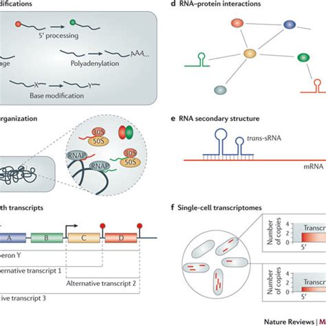 Perspectives In Transcriptomics A Rna Modifications There Is Growing Download Scientific