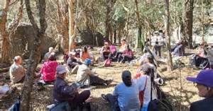 El Bosque De Arrayanes Deslumbró A Los Caminantes En El Día Del Árbol
